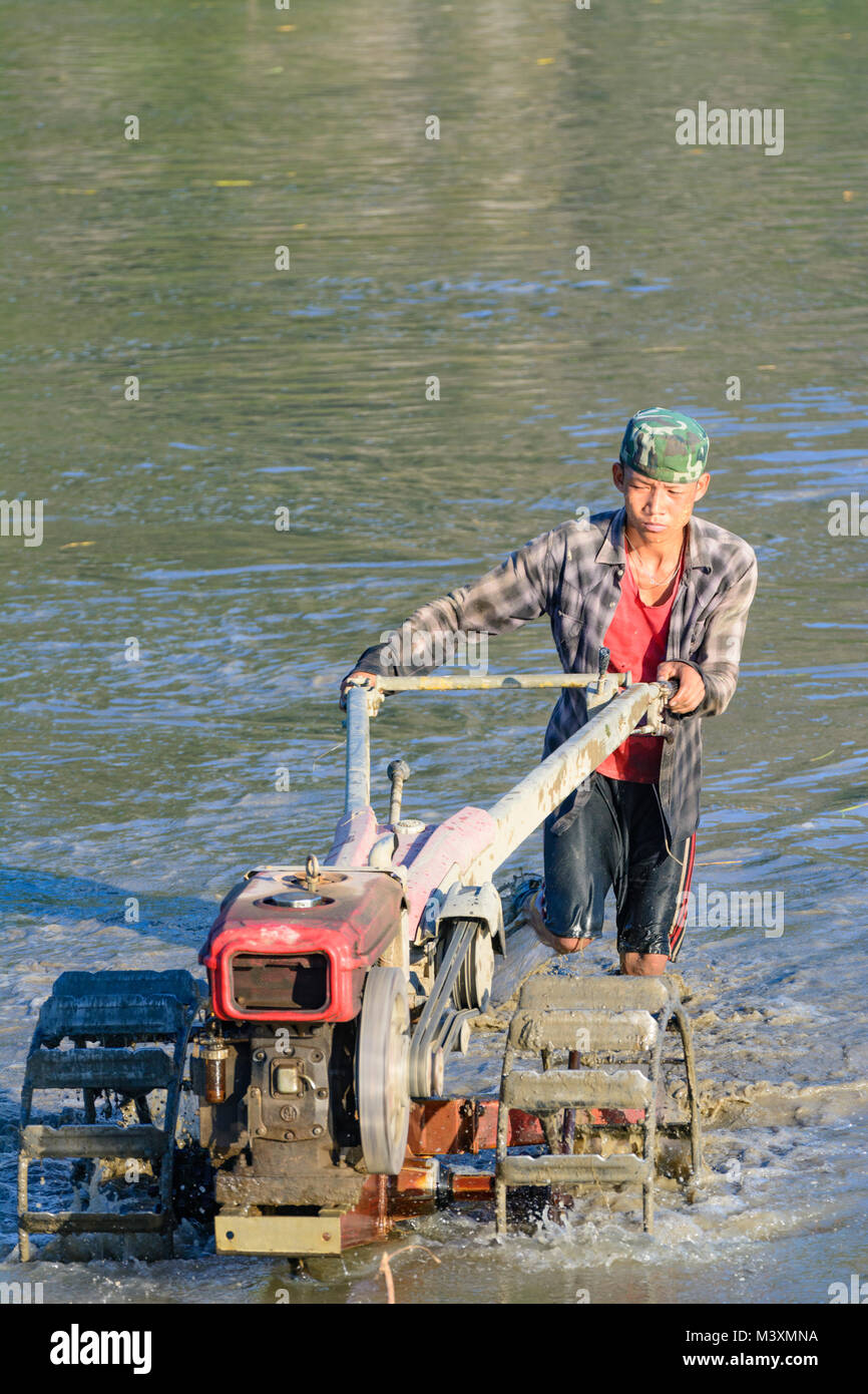 Hpa-An: rice paddy field, water, farmer, Two-wheel tractor, walking ...
