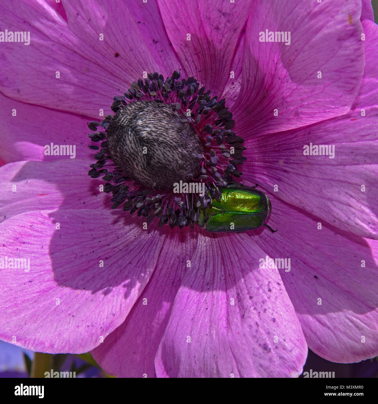 metallic green flower chafer beetle feeding on the center of a purple ...