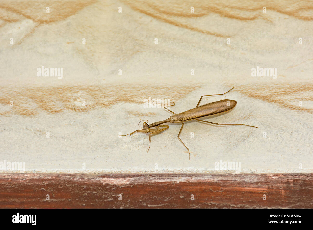 Bug above a doorway hi-res stock photography and images - Alamy