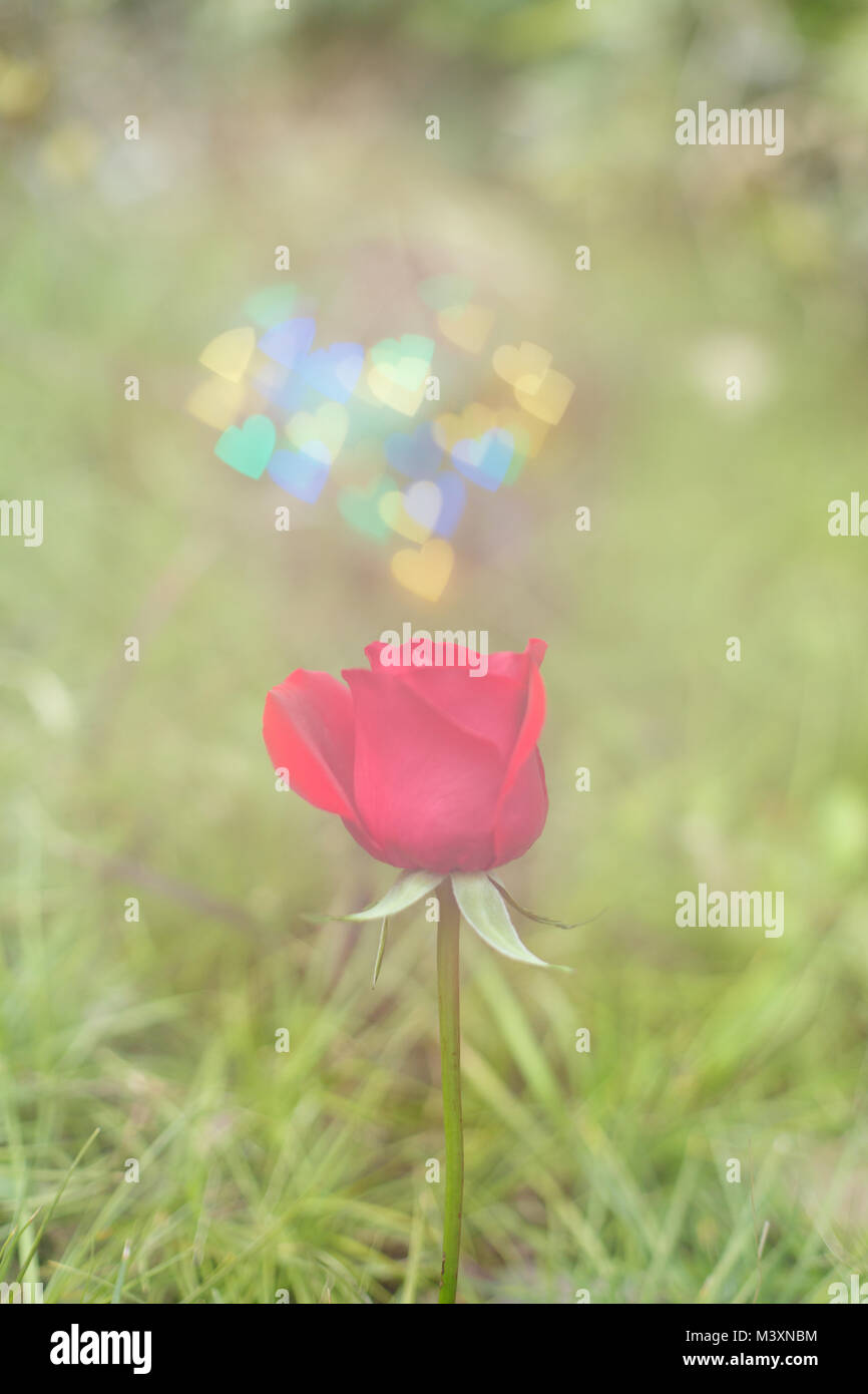 Flos rosae rugosae hi-res stock photography and images - Alamy