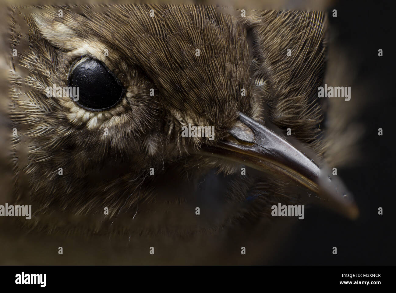 Macro picture of a bird Stock Photo - Alamy