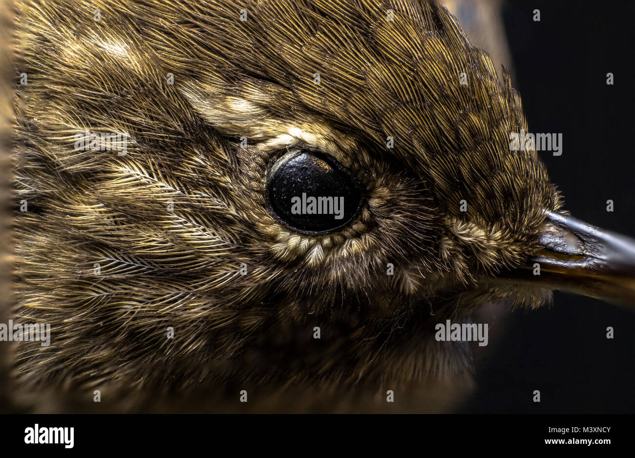 Macro picture of a bird Stock Photo - Alamy