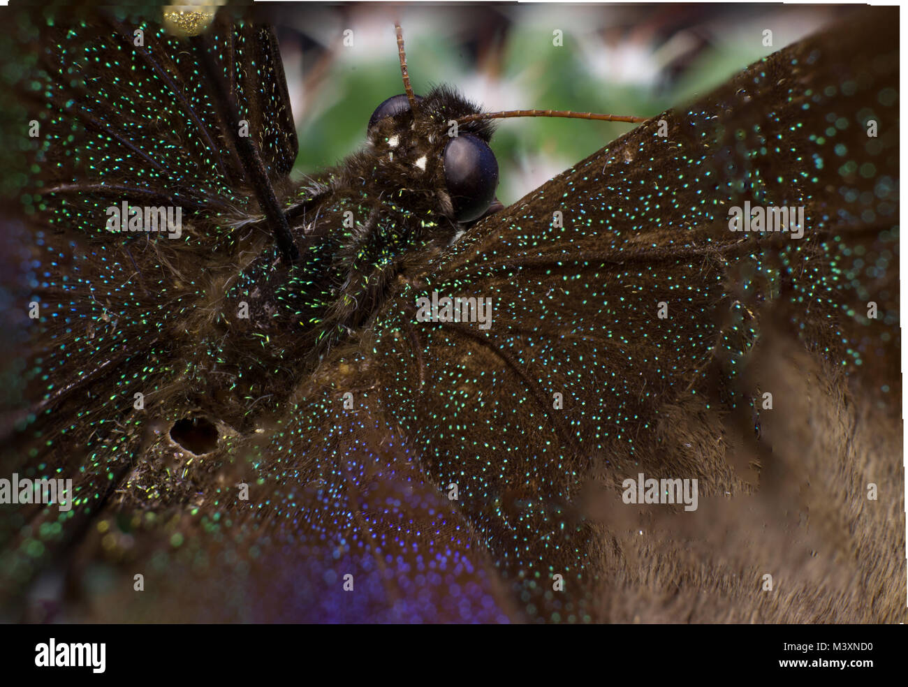 Macro picture of a butterfly Stock Photo - Alamy