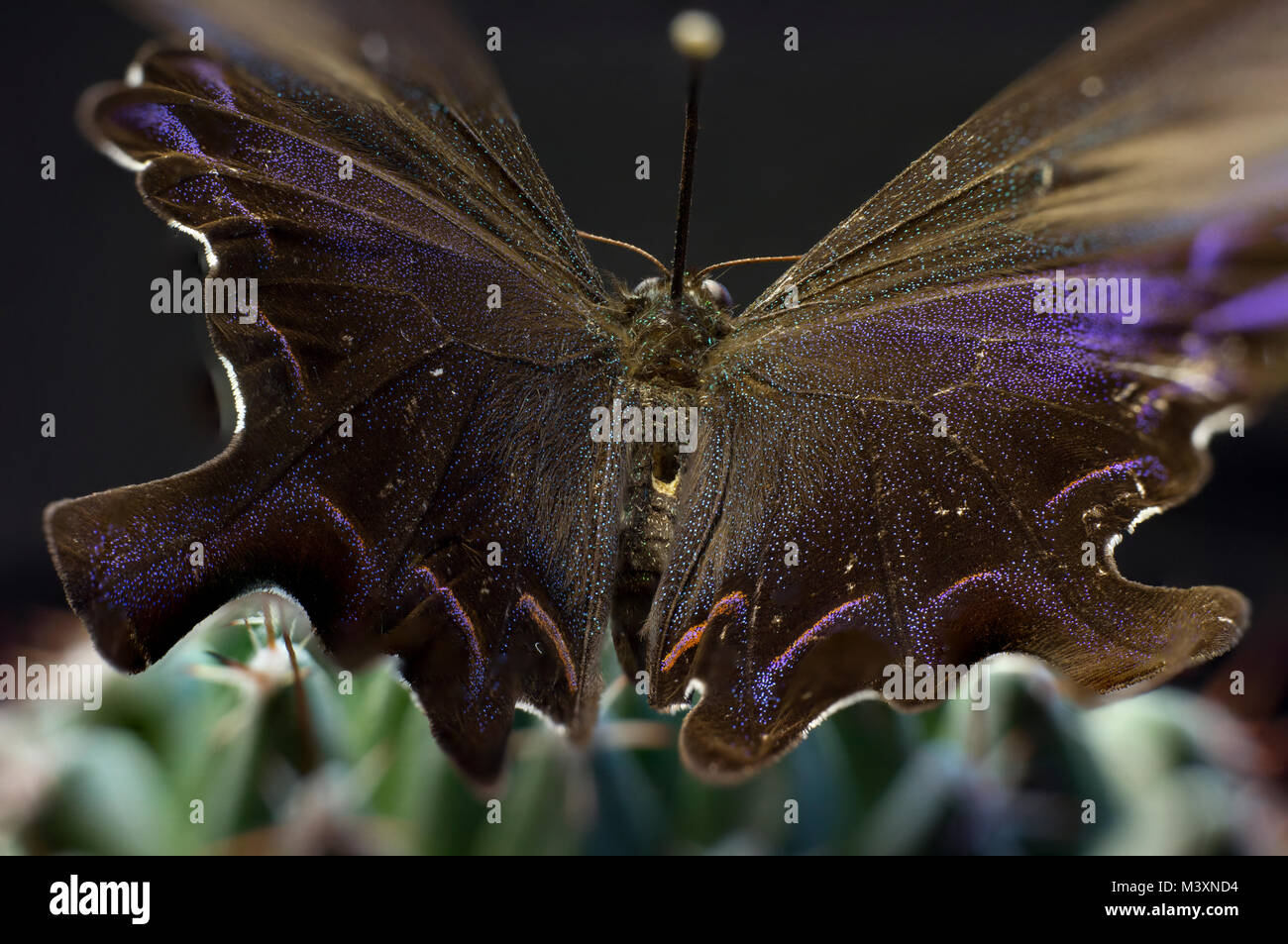 Macro picture of a butterfly Stock Photo - Alamy