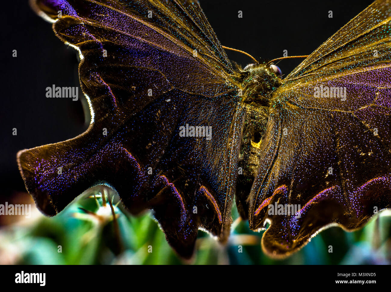 Macro picture of a butterfly Stock Photo - Alamy