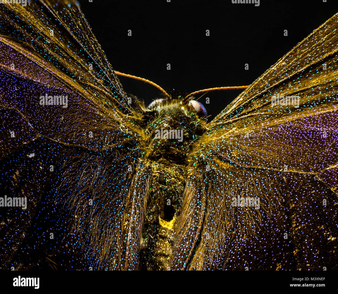 Macro picture of a butterfly Stock Photo - Alamy