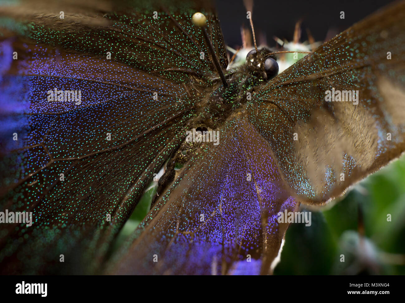 Macro picture of a butterfly Stock Photo - Alamy