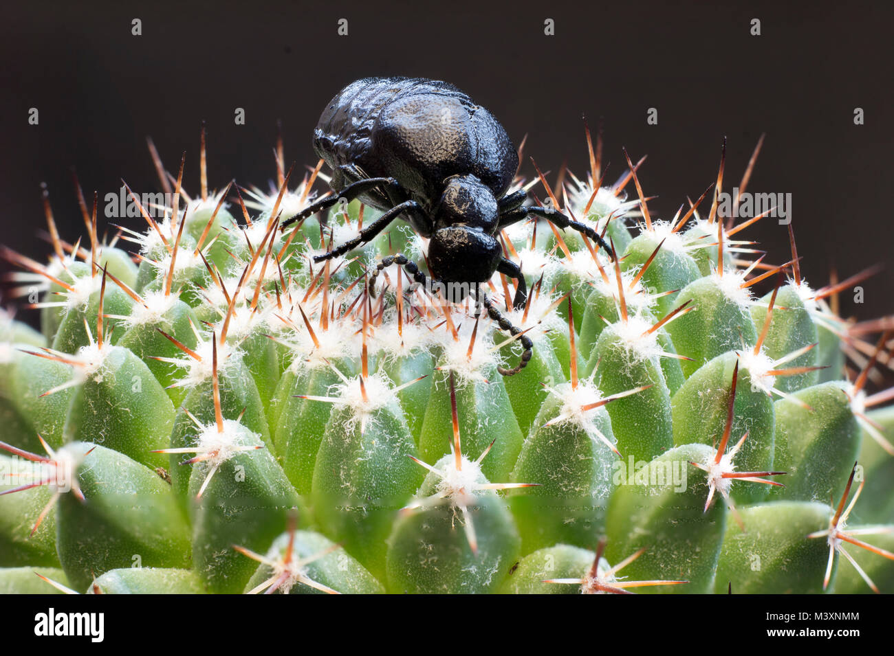 Cactus bugs hi-res stock photography and images - Alamy