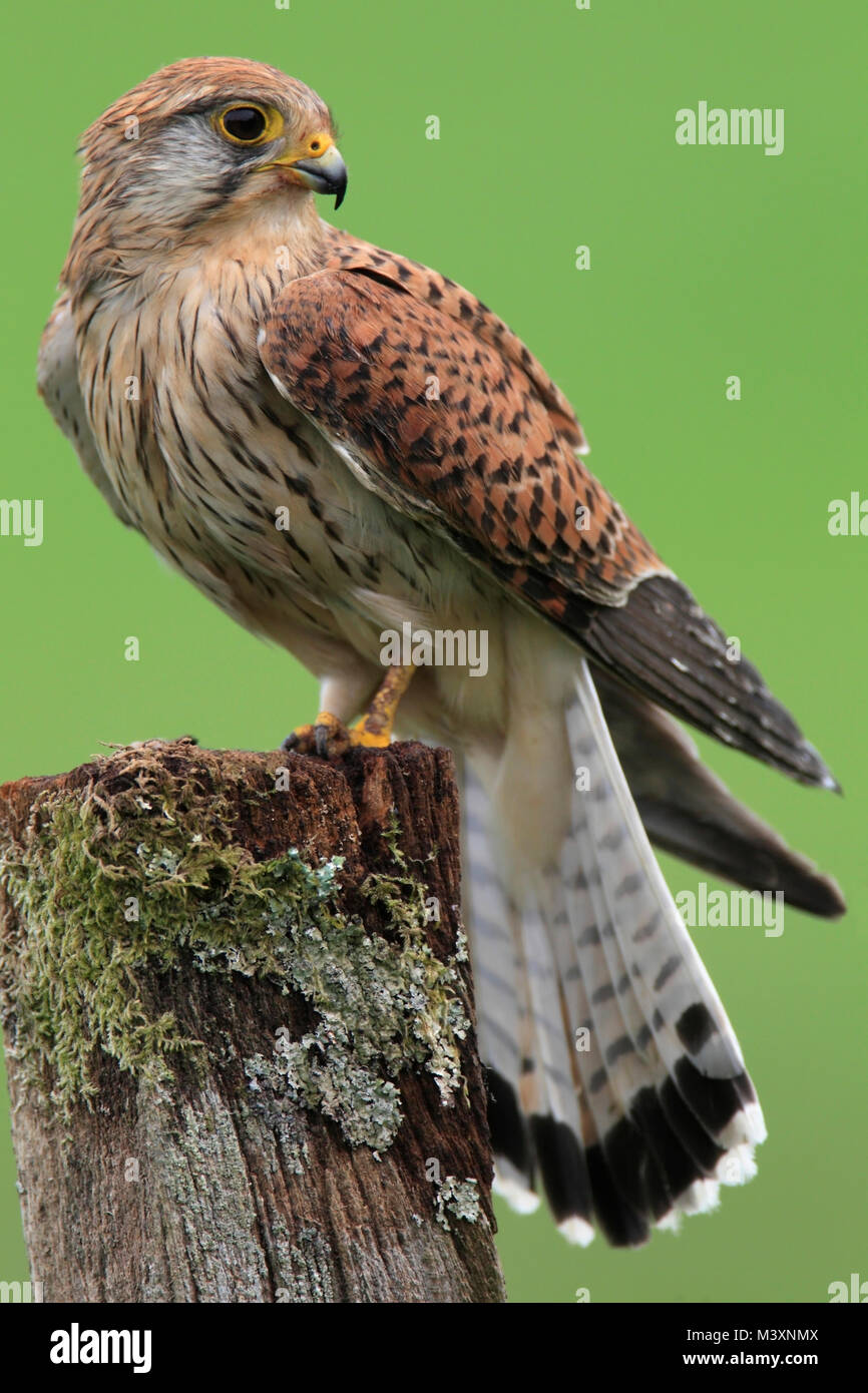 Falco Tinnunculus Uk High Resolution Stock Photography and Images - Alamy