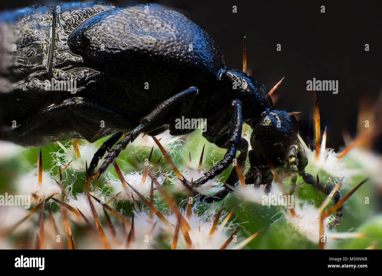 Macro picture of a black bug on a cactus Stock Photo - Alamy