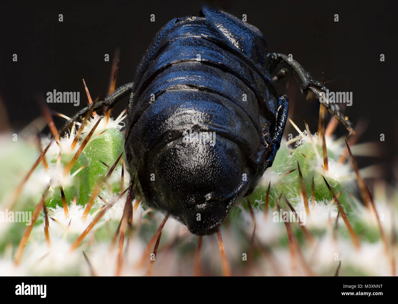 Pulse beetles hi-res stock photography and images - Alamy