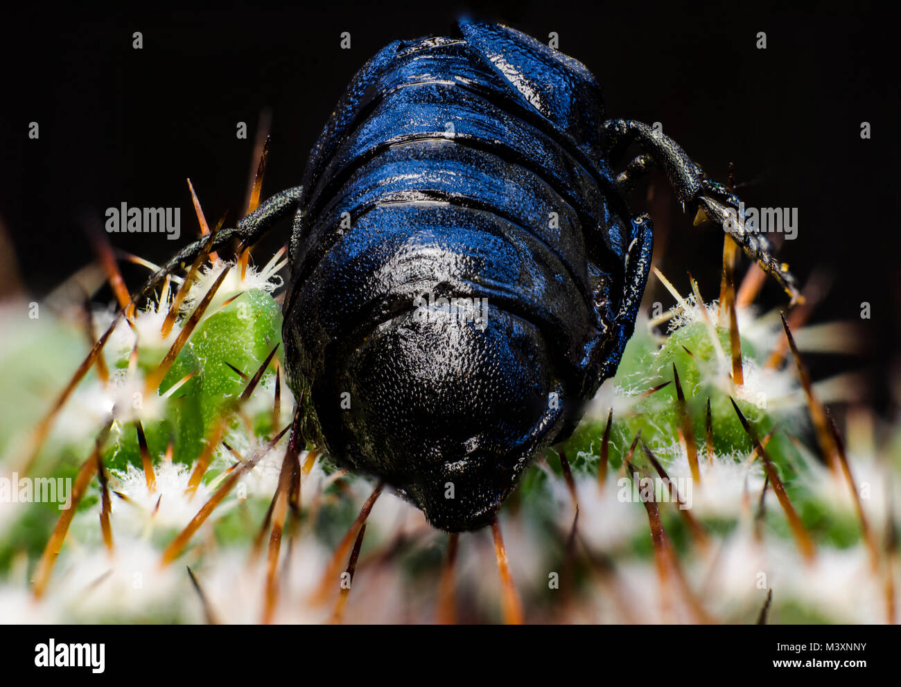 Macro picture of a black bug on a cactus Stock Photo - Alamy