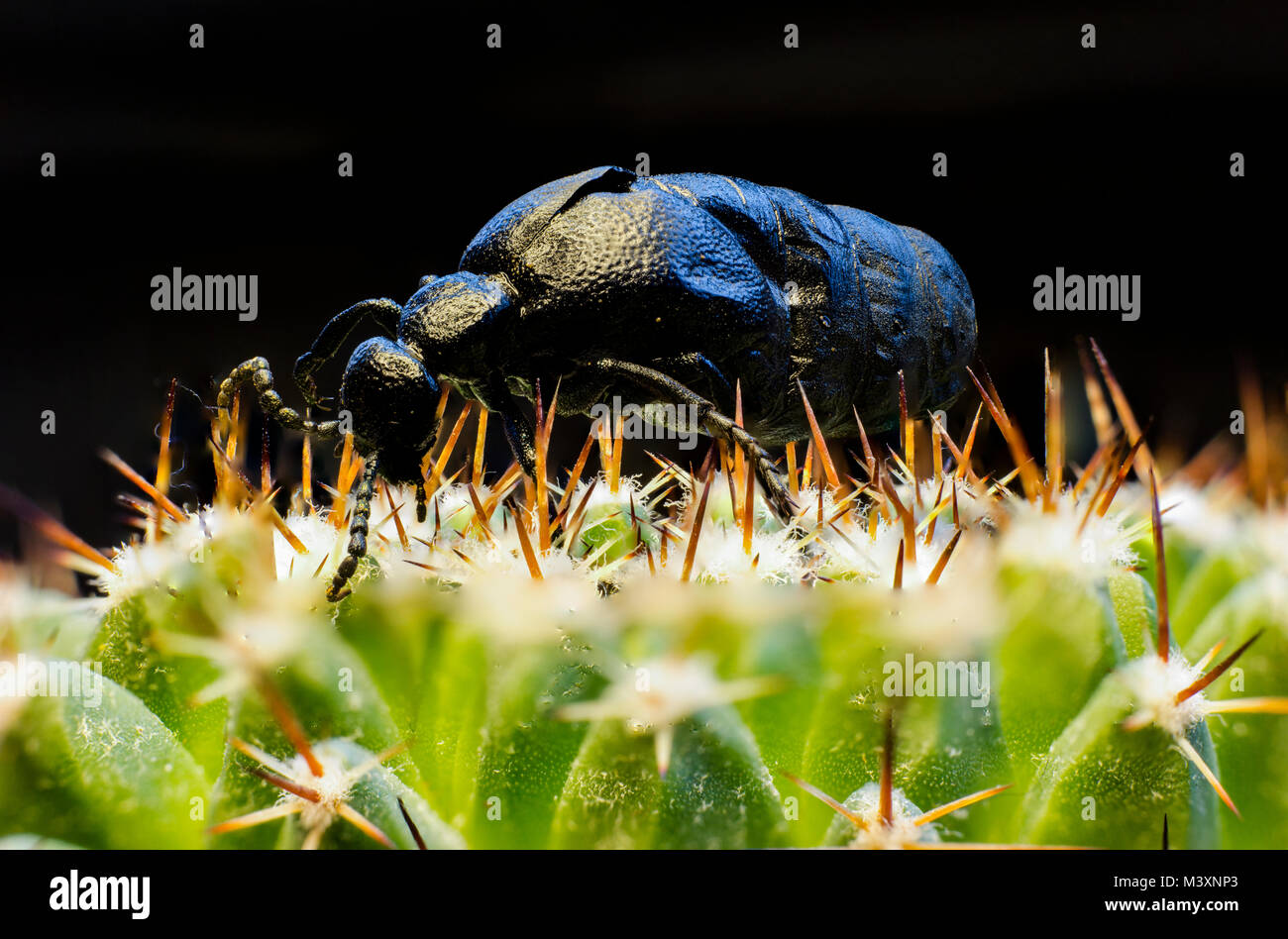 Macro picture of a black bug on a cactus Stock Photo - Alamy