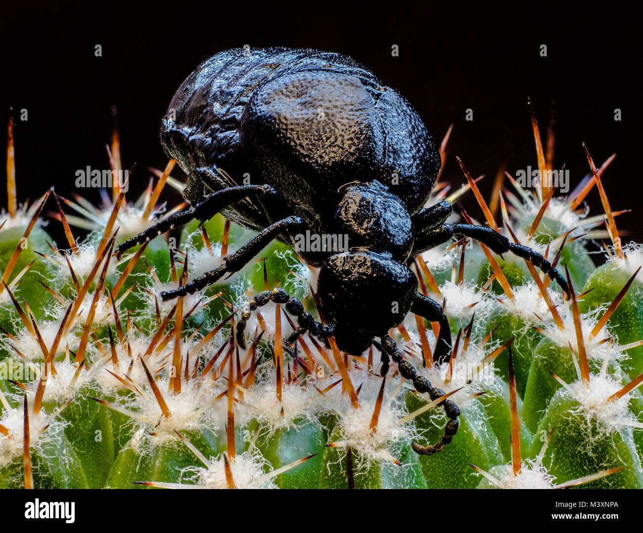 Macro picture of a black bug on a cactus Stock Photo - Alamy