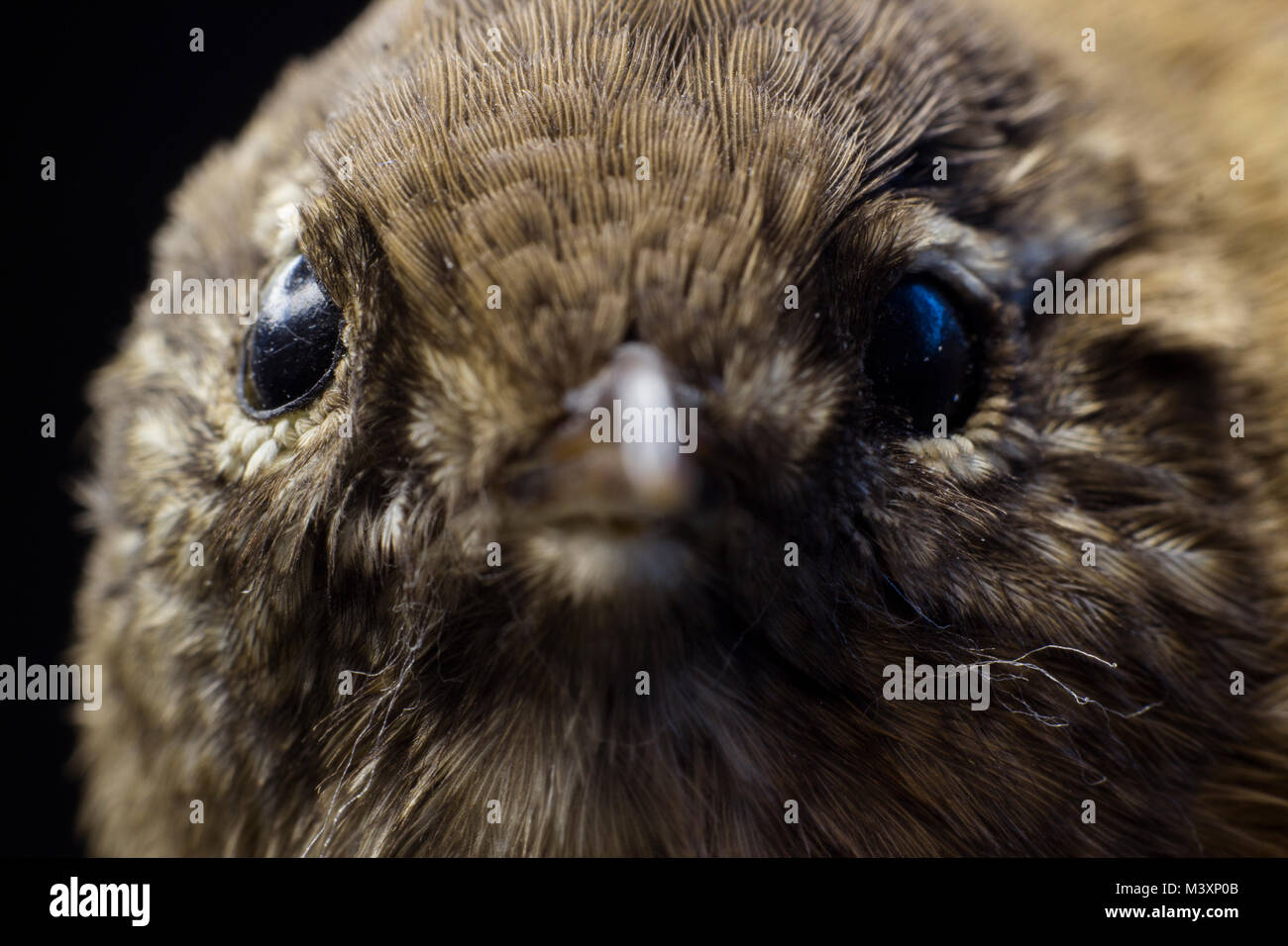 Macro picture of a bird Stock Photo - Alamy