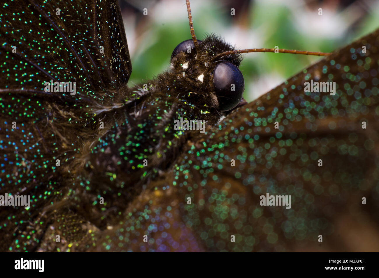 Macro picture of a butterfly Stock Photo - Alamy