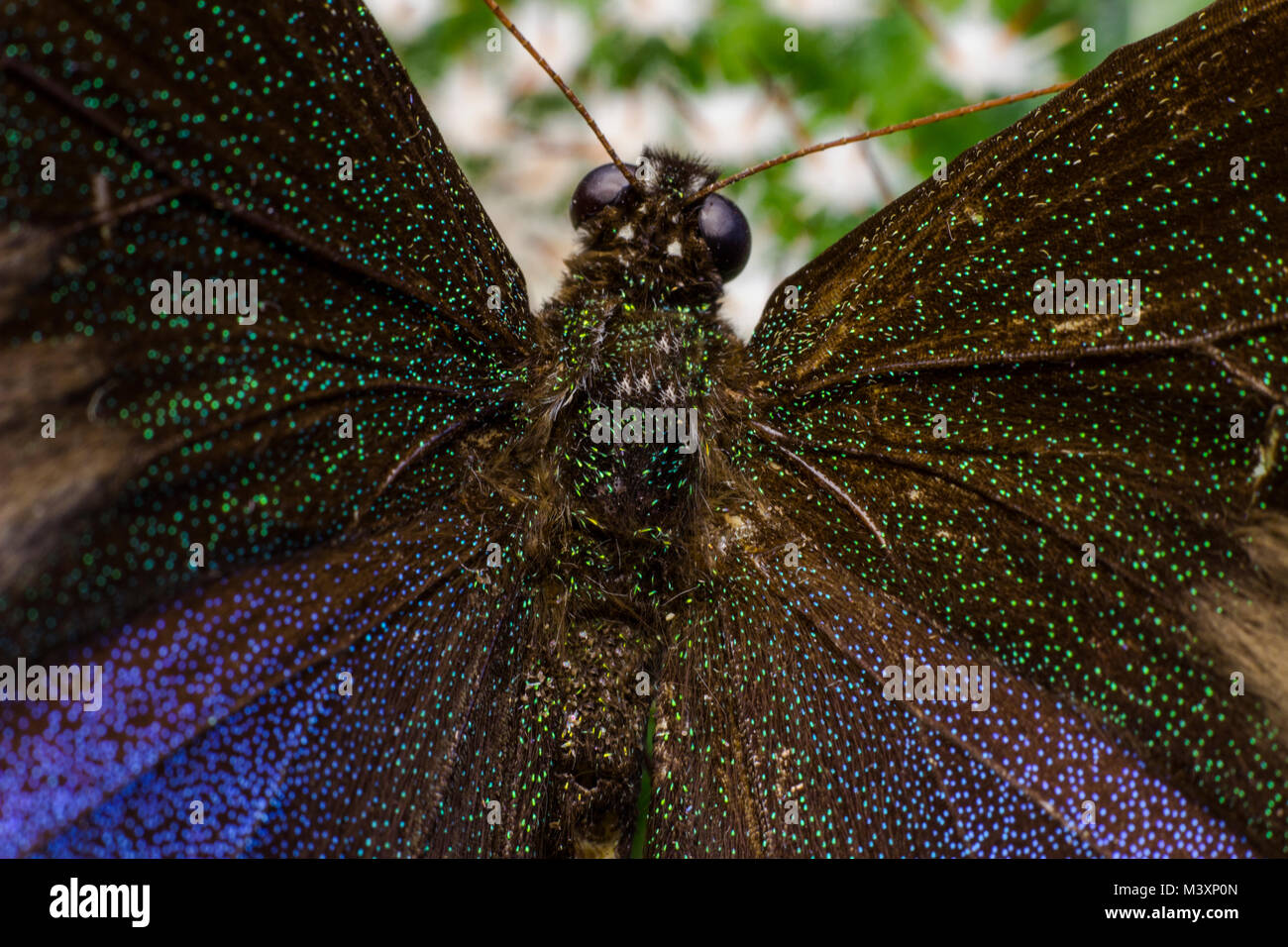 Macro picture of a butterfly Stock Photo - Alamy