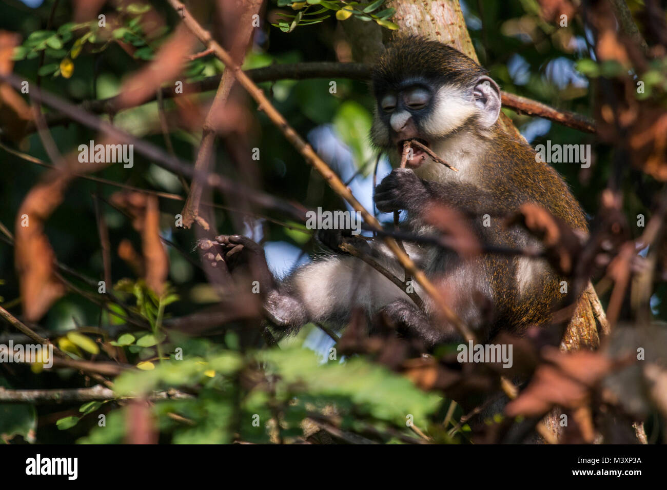 Red-tailed monkey (Cercopithecus ascanius) eating in a tree, Uganda ...