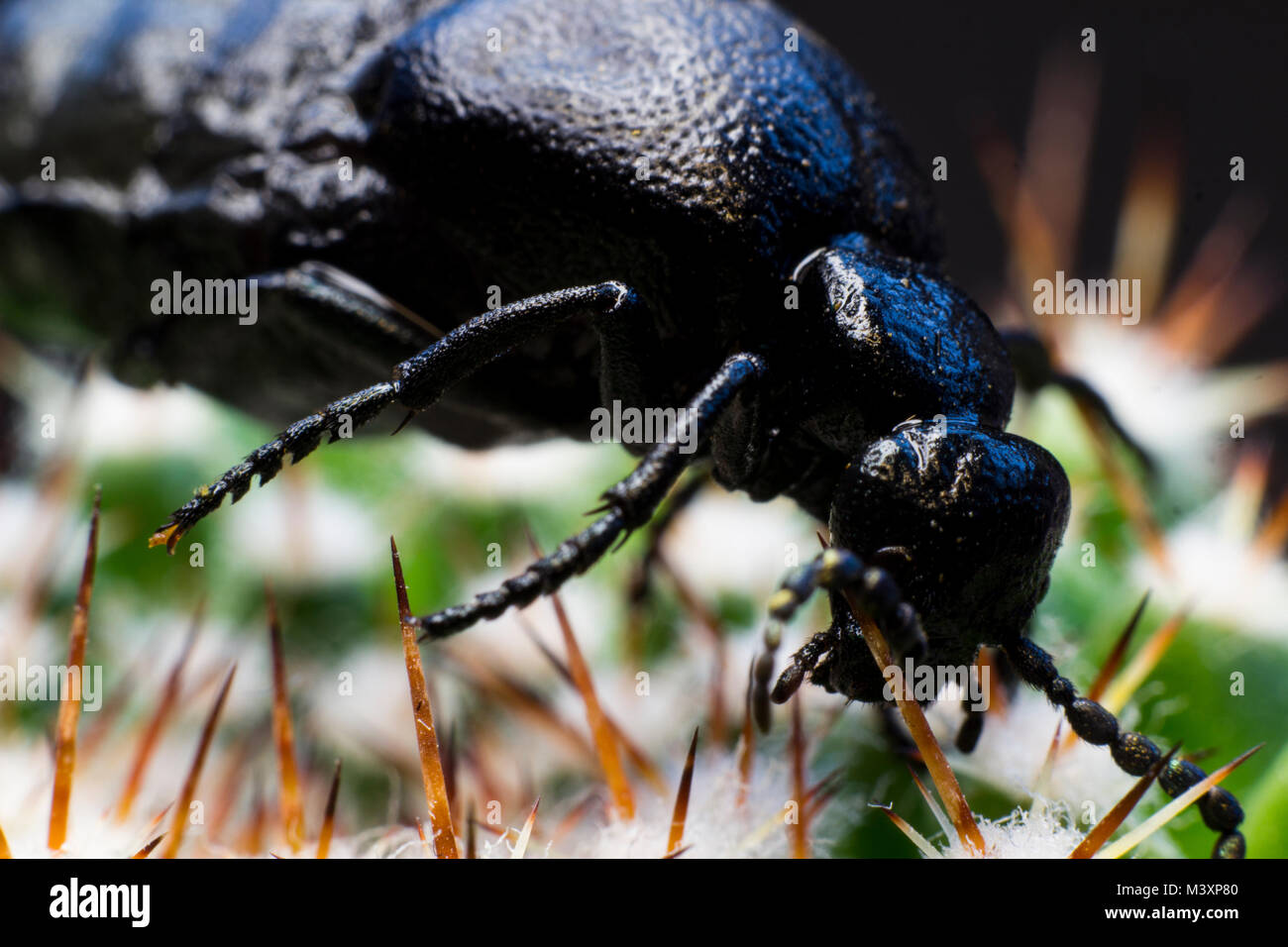 Macro picture of a black bug on a cactus Stock Photo - Alamy