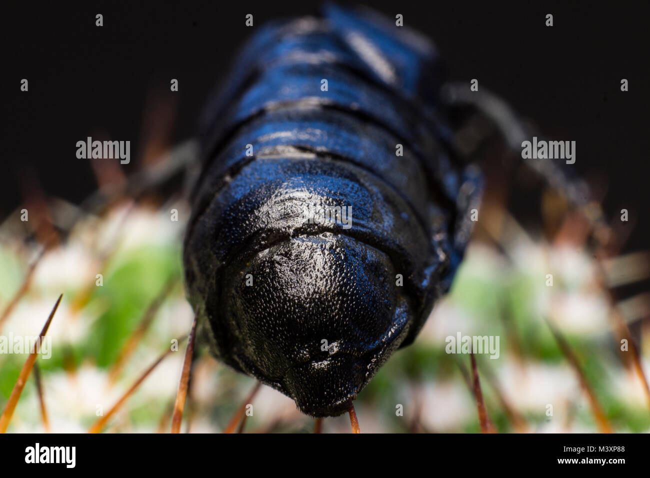 Macro picture of a black bug on a cactus Stock Photo - Alamy