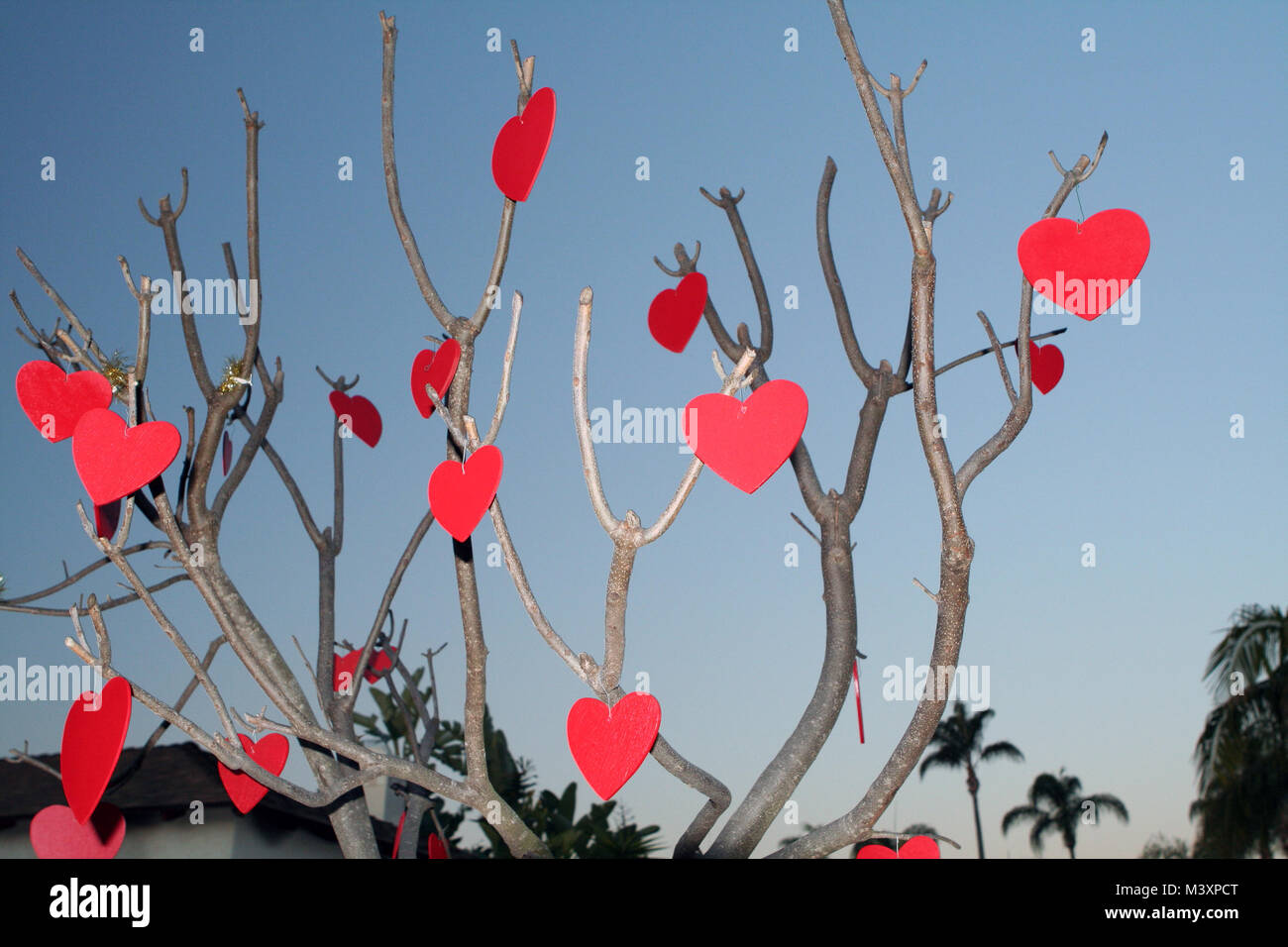 Tropical fever hi-res stock photography and images - Alamy