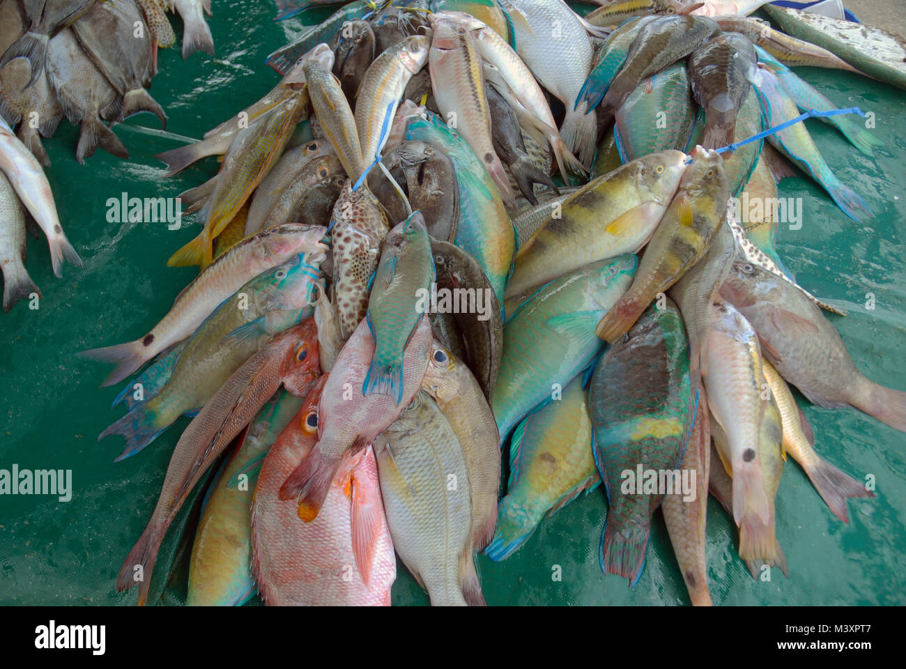 Fiji fish market hi-res stock photography and images - Alamy