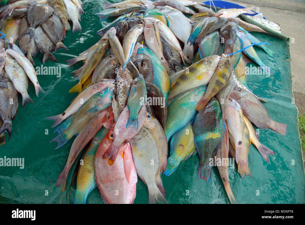 Fijians fishing hi-res stock photography and images - Alamy