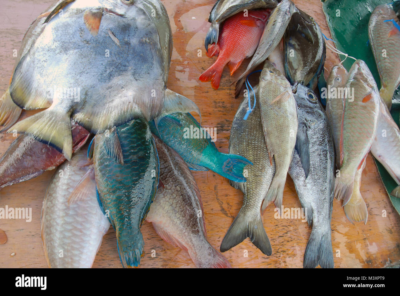 Fish Market, Suva, Fiji Stock Photo - Alamy
