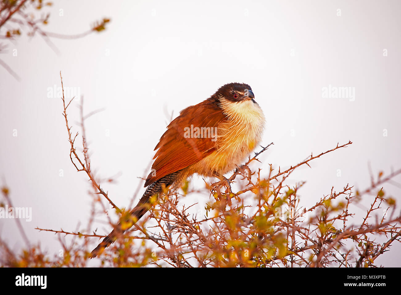 Cougal hi-res stock photography and images - Alamy