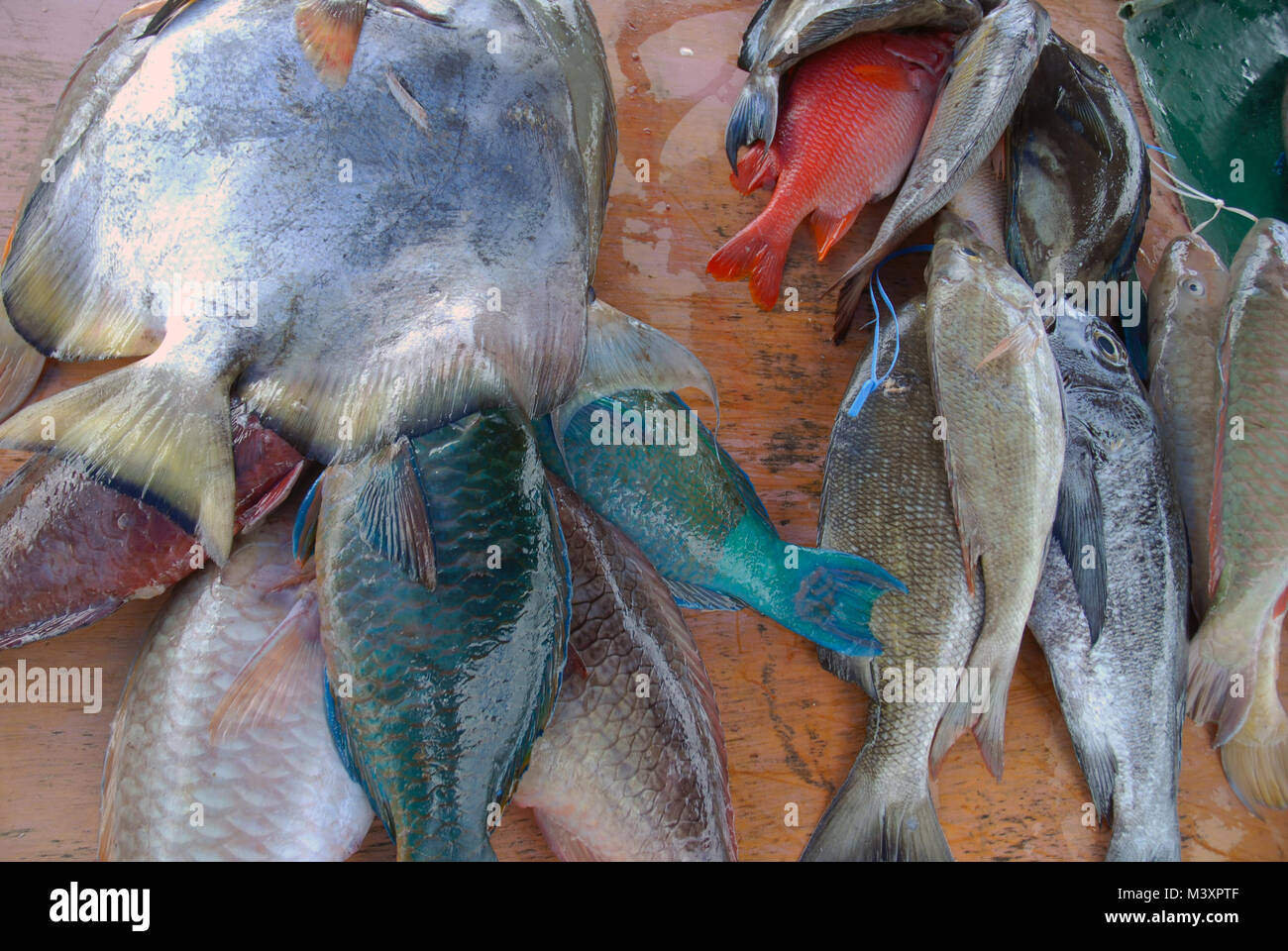 Fiji Fish Market High Resolution Stock Photography and Images - Alamy