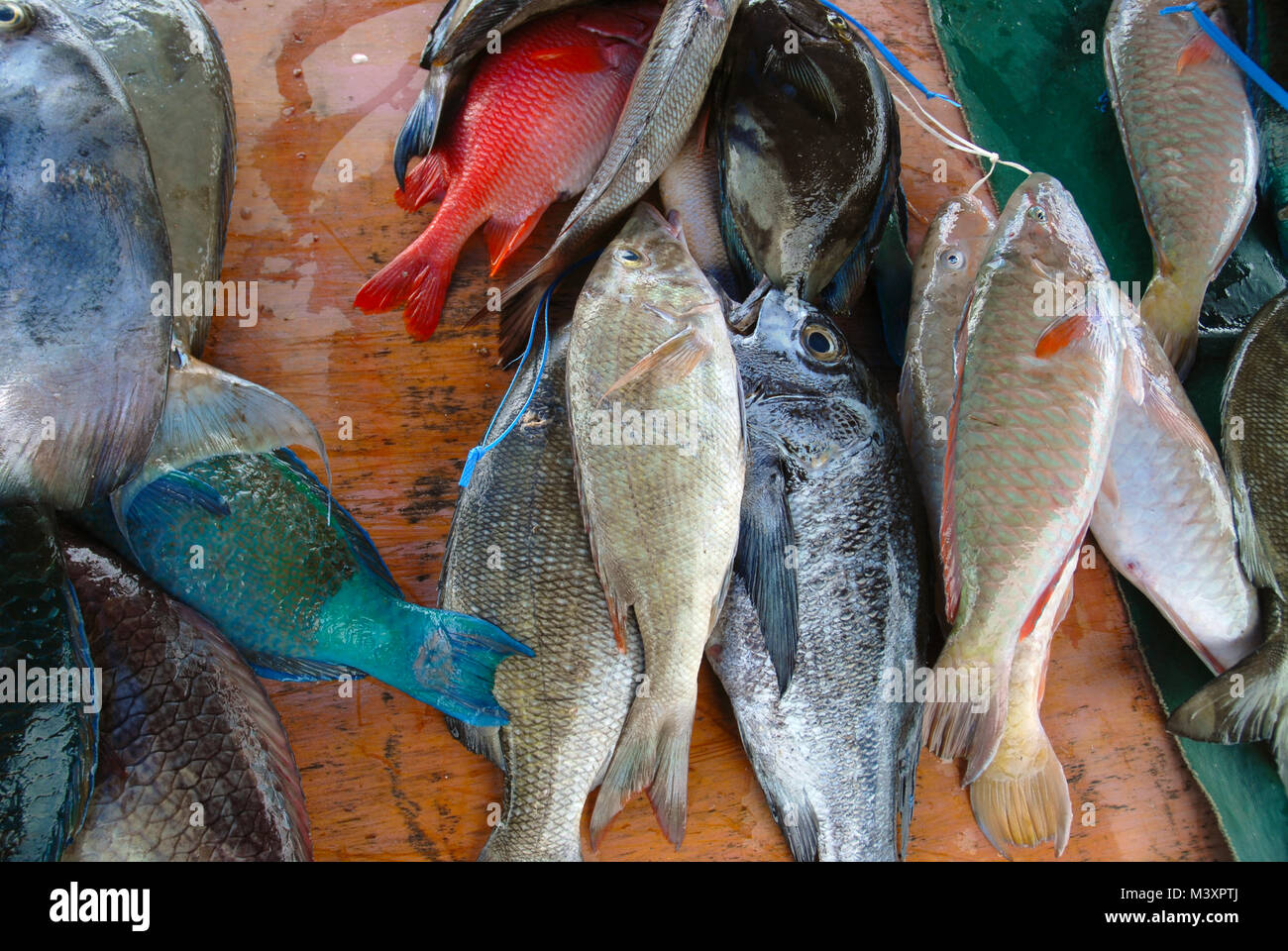 Fish Market, Suva, Fiji Stock Photo - Alamy