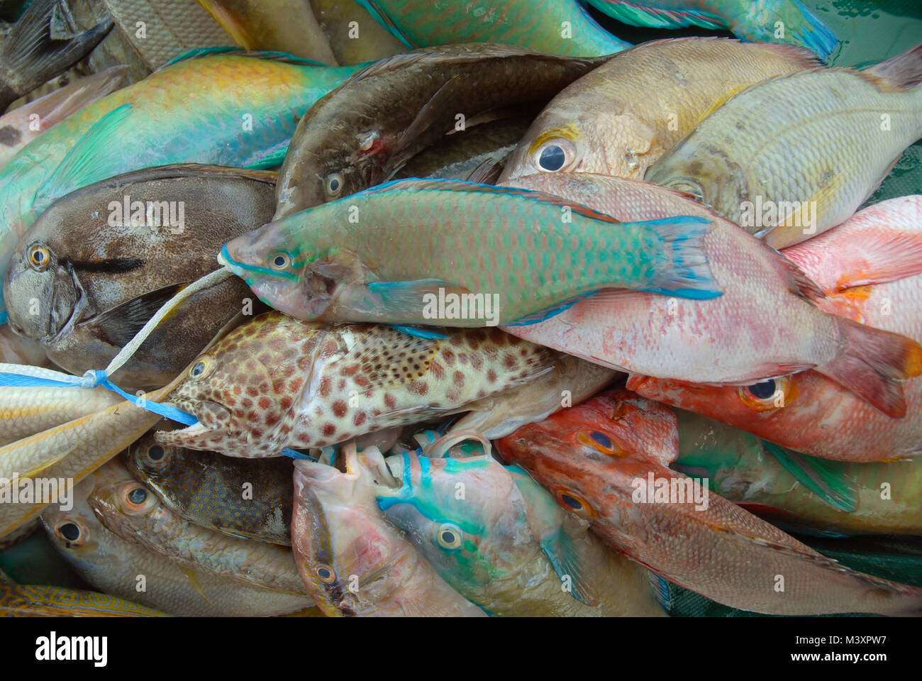 Fish Market, Suva, Fiji Stock Photo - Alamy
