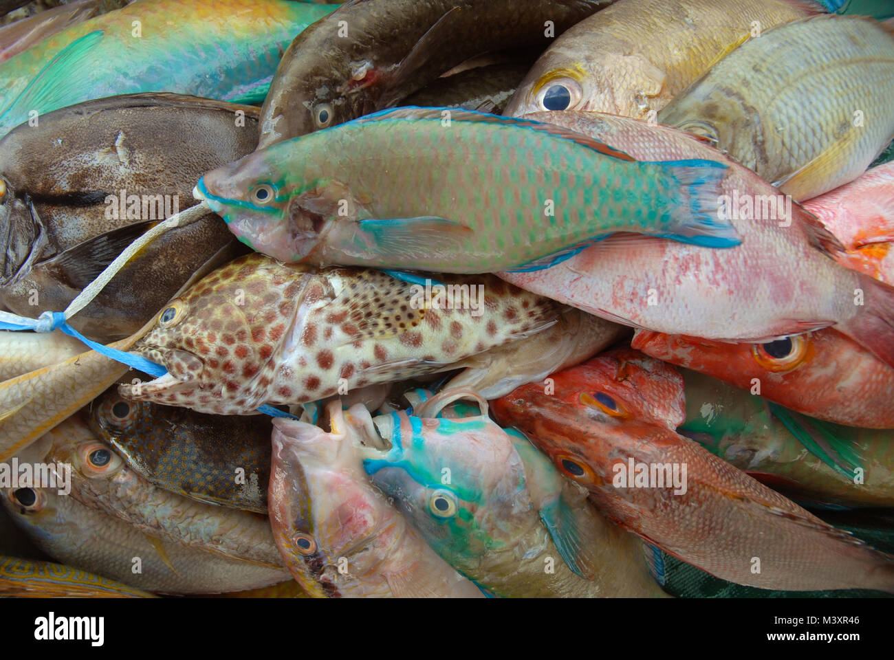 Fish Market, Suva, Fiji Stock Photo - Alamy