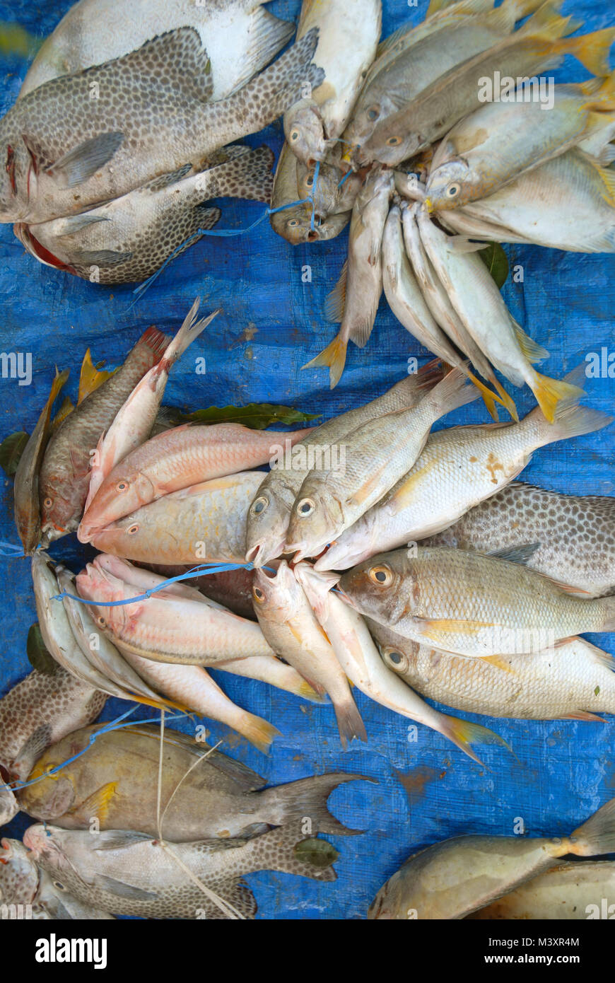 Fiji Fish Market High Resolution Stock Photography and Images - Alamy
