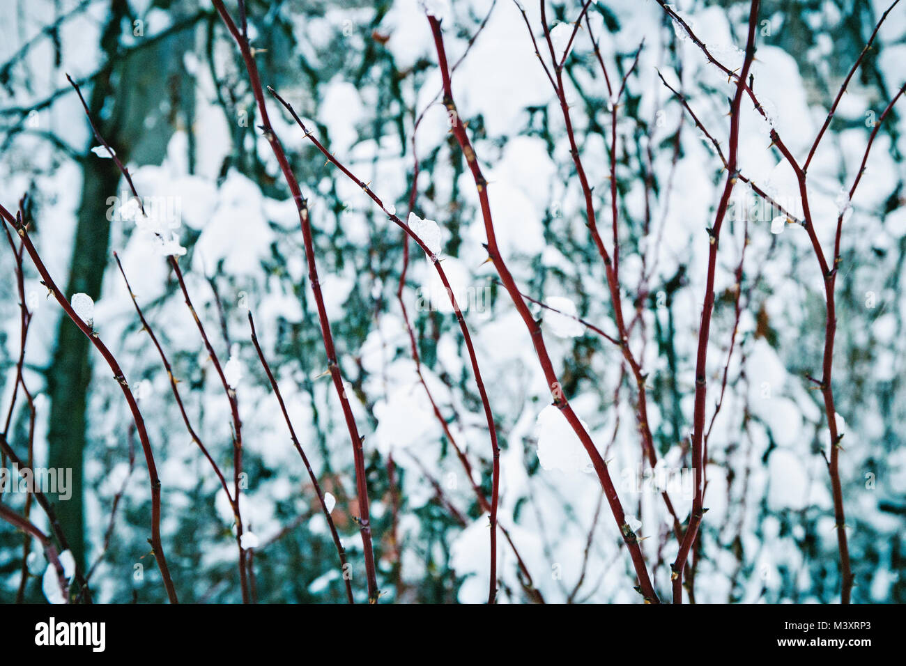 prickly bushes in snowy winter weather Stock Photo - Alamy