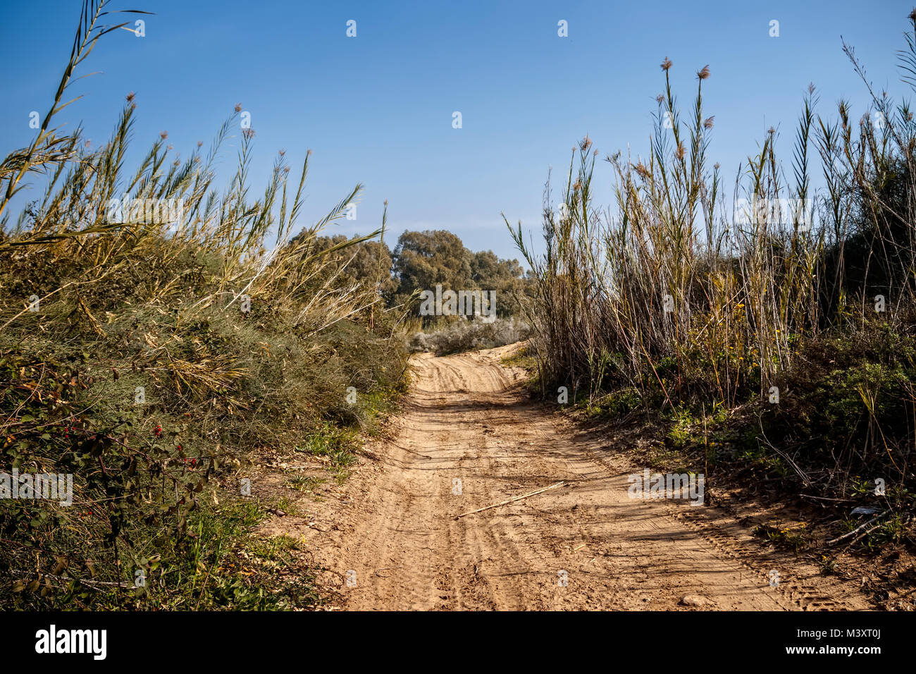 A sandy country road with traces of cars passes between the bushes of ...