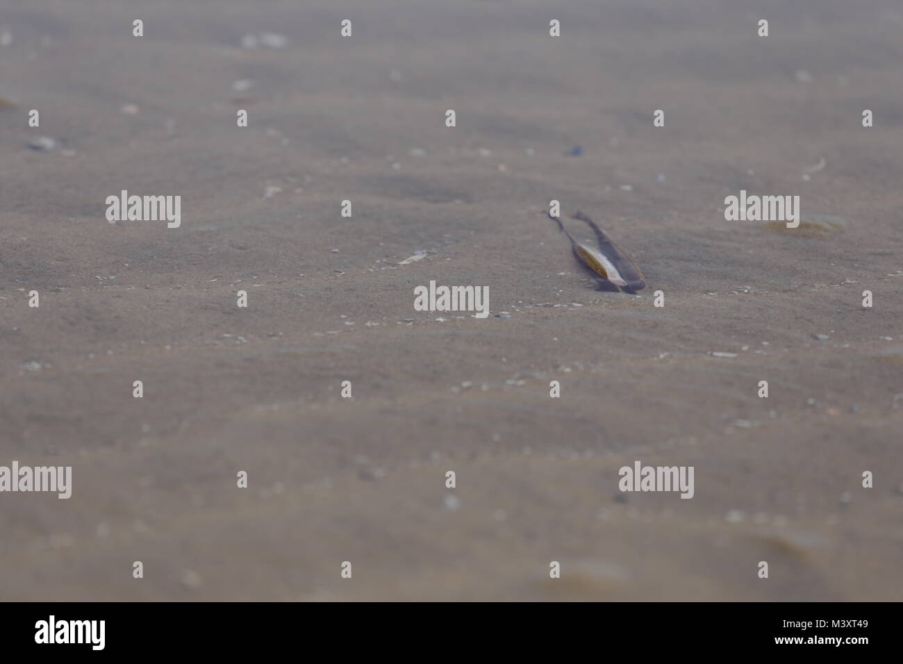 Razor shell at the beach Stock Photo - Alamy