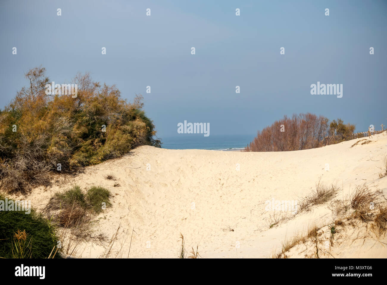 Surrounded by bushes hi-res stock photography and images - Alamy