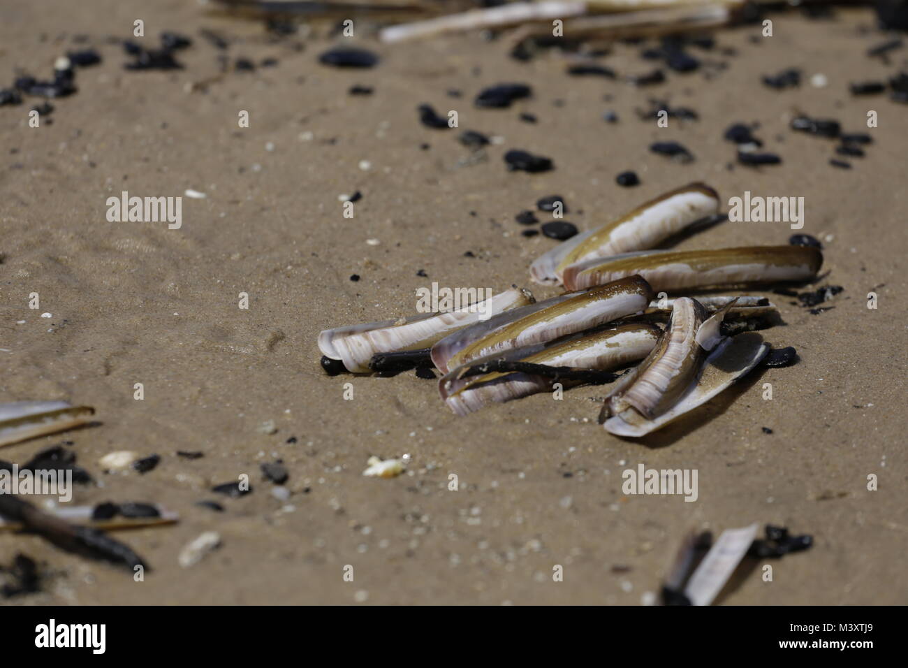 Razor blade shells at the sea shore Stock Photo - Alamy