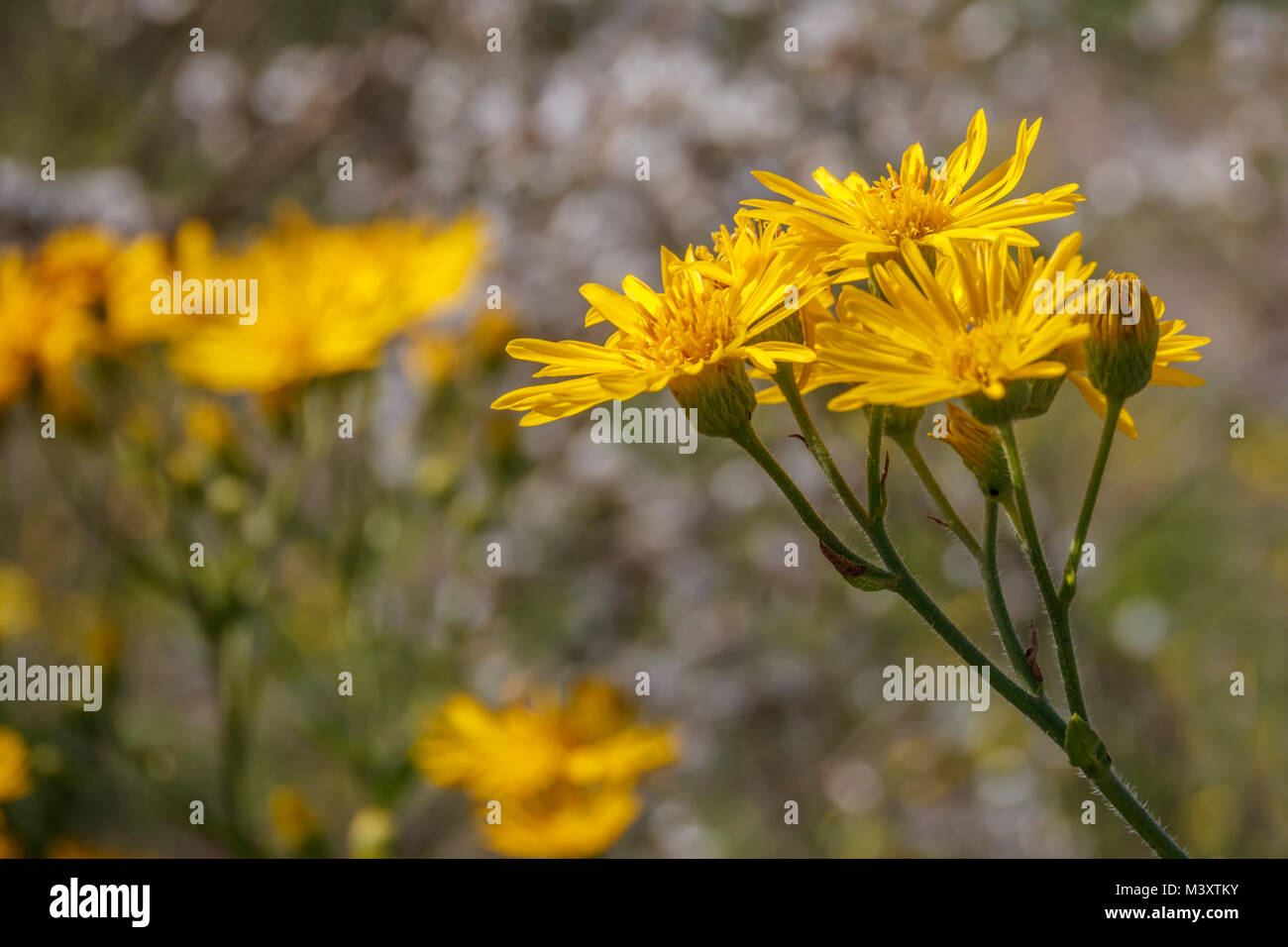 Yellow flowers of Black-bracted Hawkweed close up wallpaper Stock Photo ...