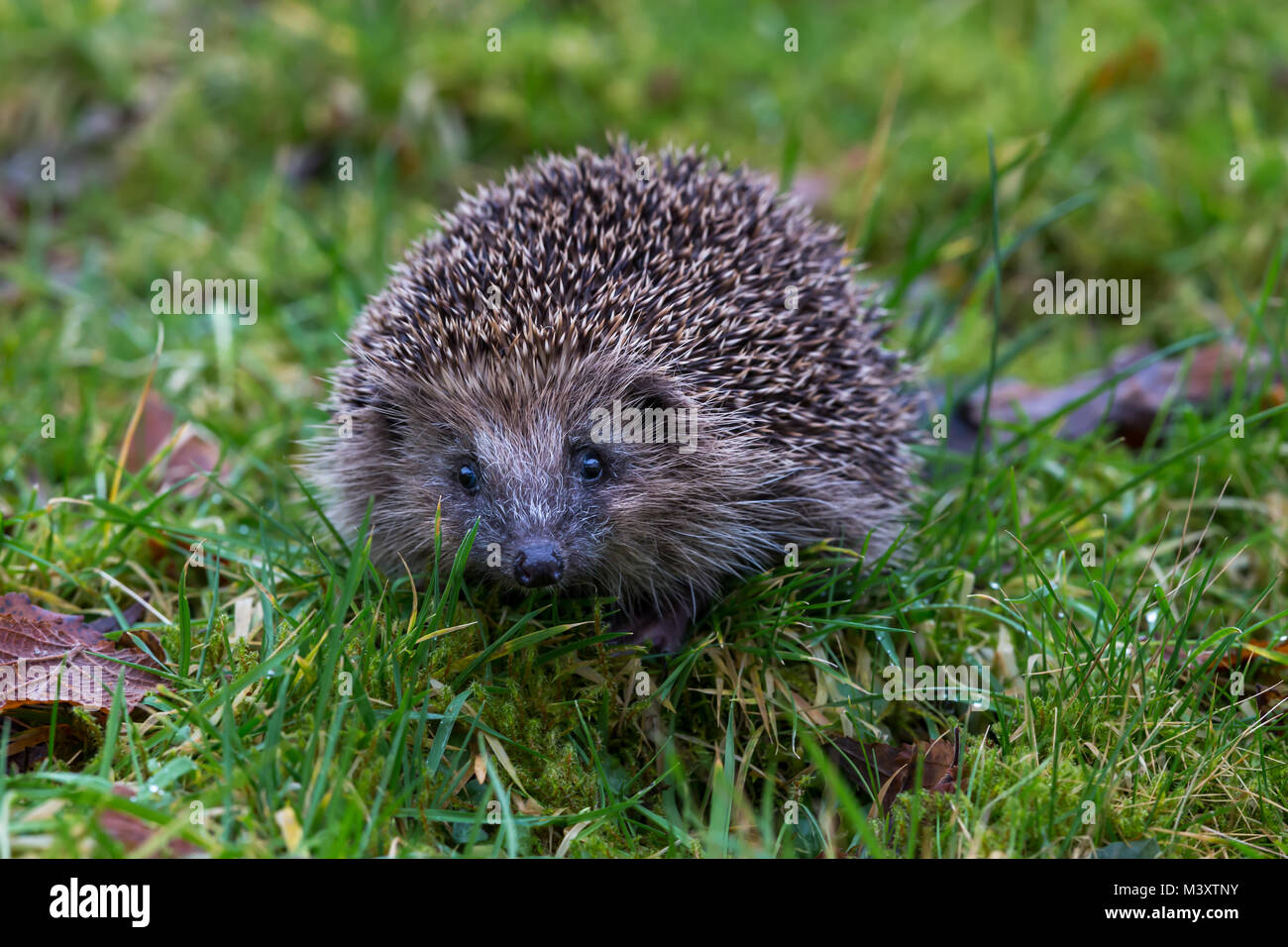 Hedgehog, Uk, wild, native hedgehog on green grass facing forwards ...