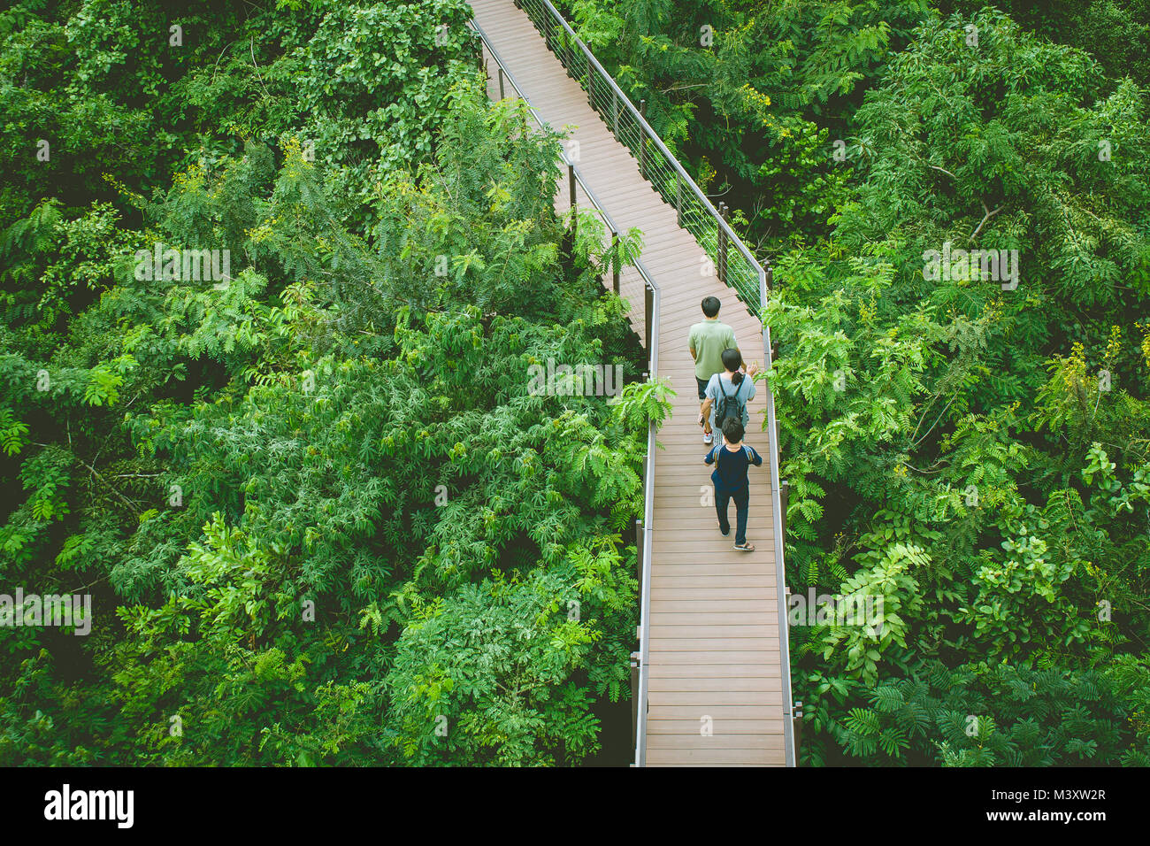 Top view wooden sky walk or walkway cross over treetop surrounded with ...