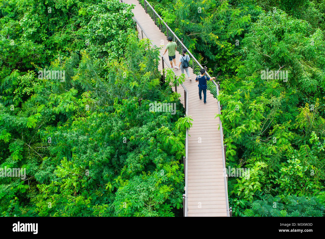 Top view wooden sky walk or walkway cross over treetop surrounded with ...