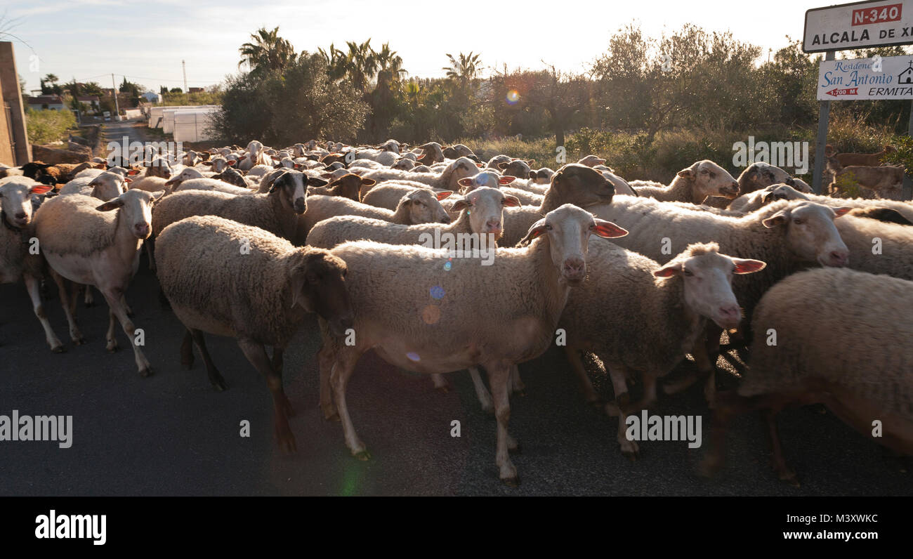 Man sheep spain hi-res stock photography and images - Alamy