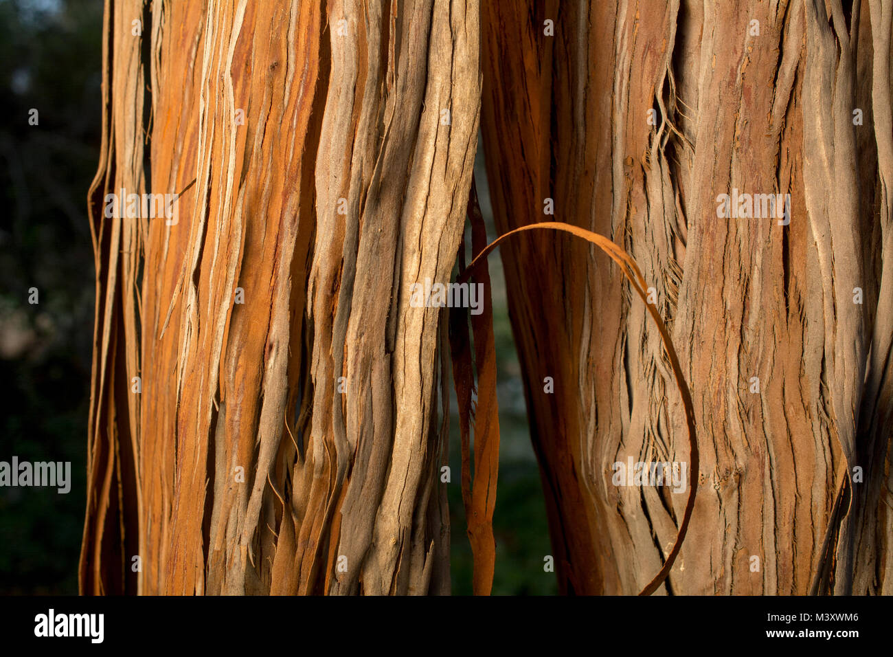 The bark of a Santa Cruz Island Ironwood, Lyonothamnus floribundus ssp ...