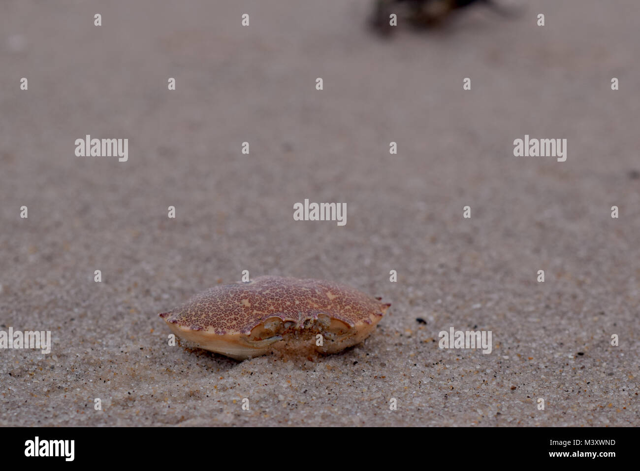Crab shell texture hi-res stock photography and images - Alamy