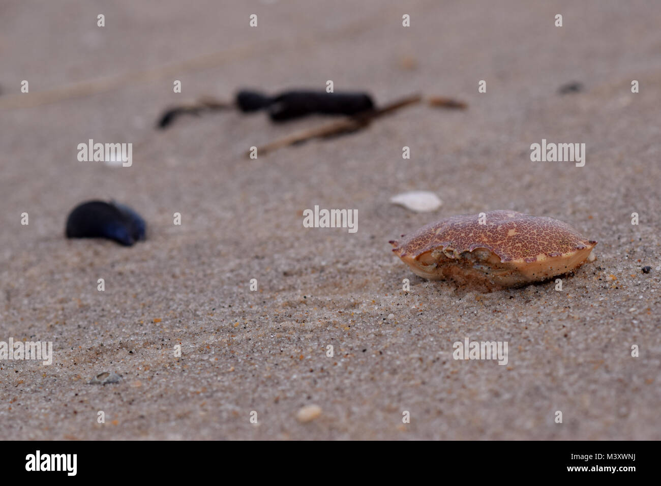 Crab shell texture hi-res stock photography and images - Alamy