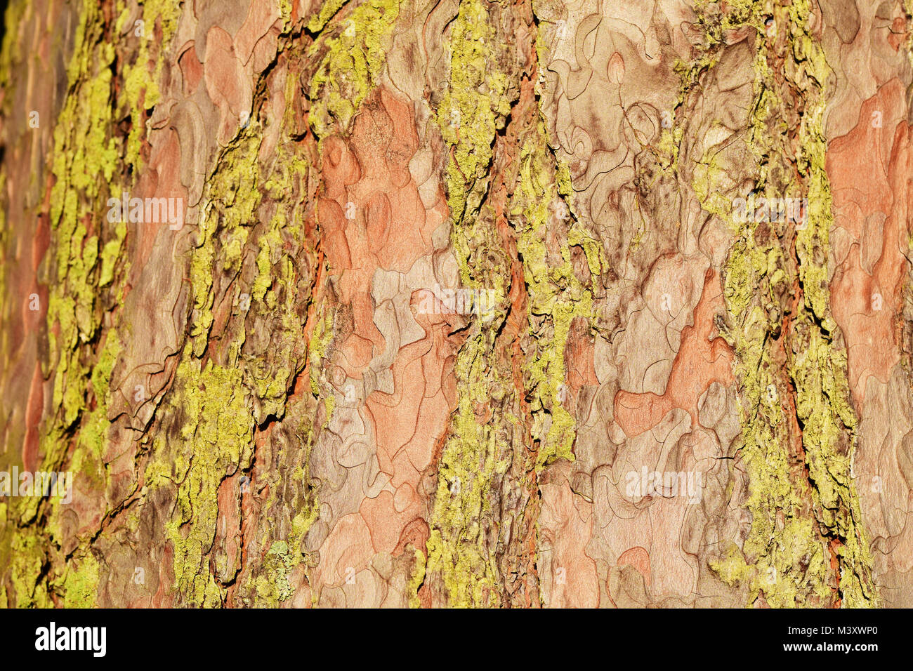 Moss tree bark hi-res stock photography and images - Alamy