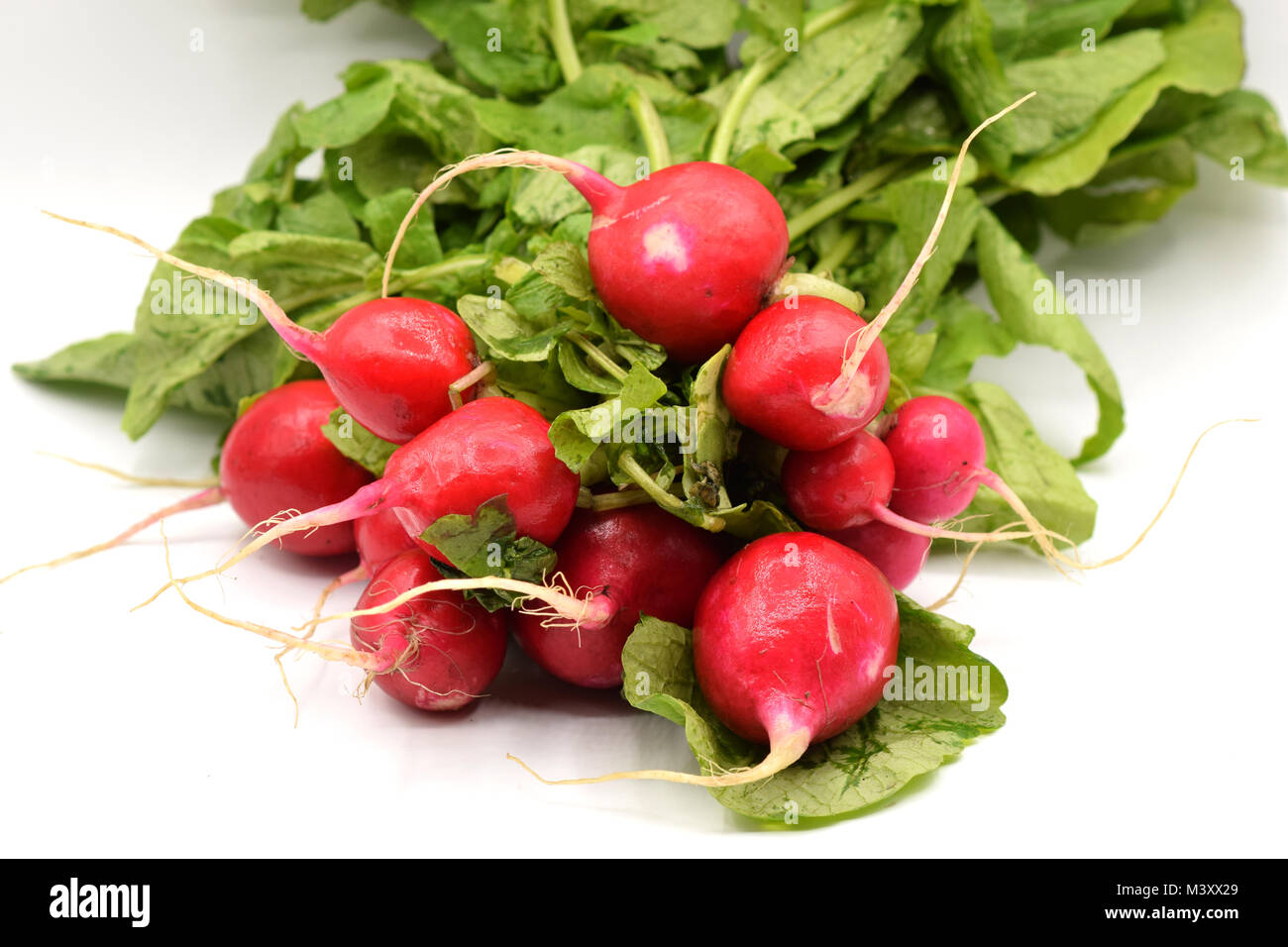 Tasty red radishes with green stems arranged on a seamless white ...