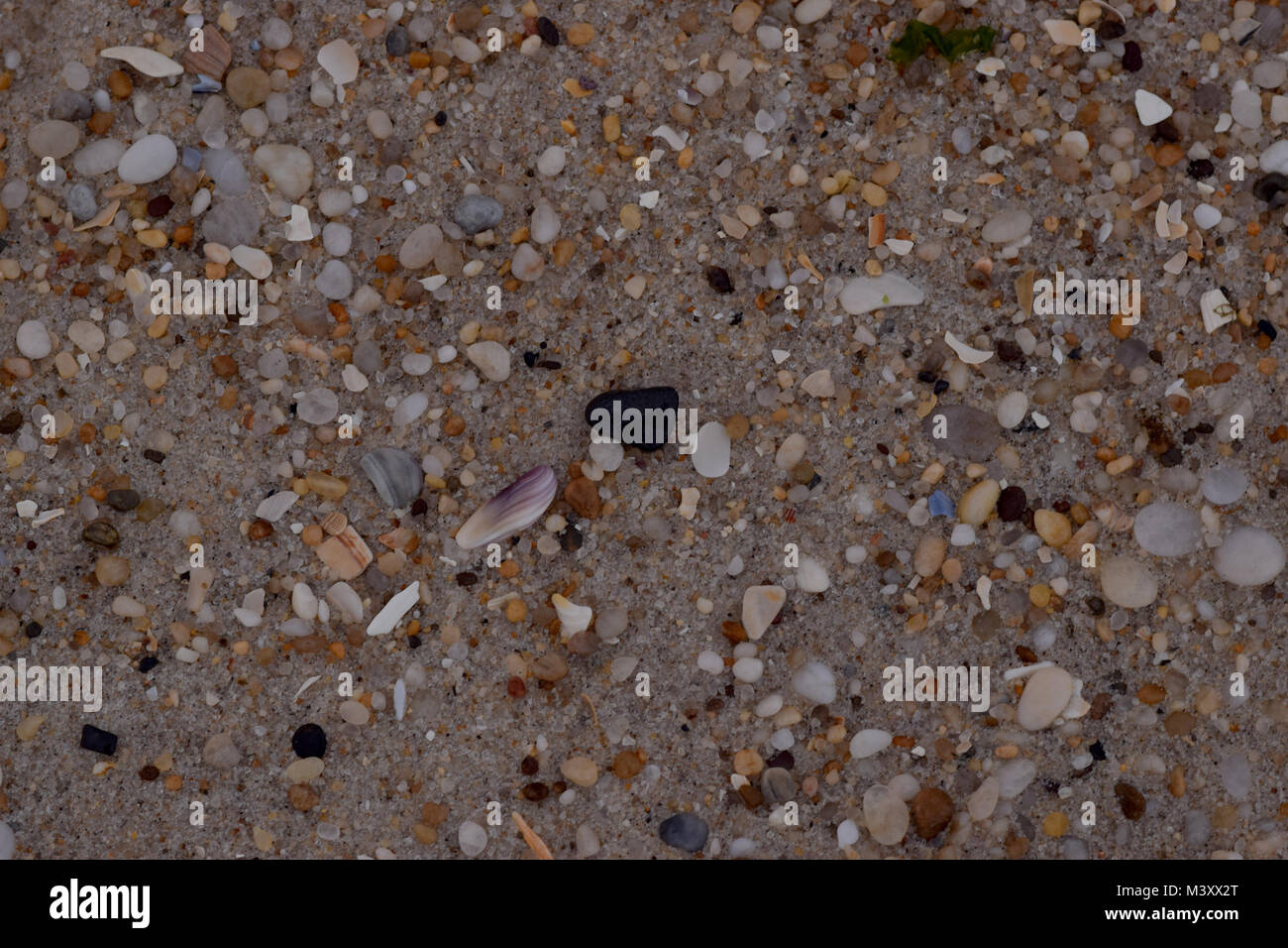 Abstract group shell texture hi-res stock photography and images - Alamy